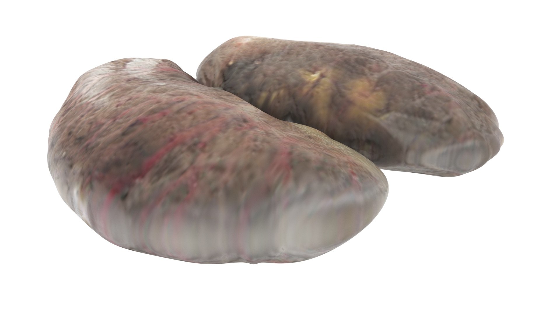 Chicken Kidneys 3D Model - TurboSquid 2249533