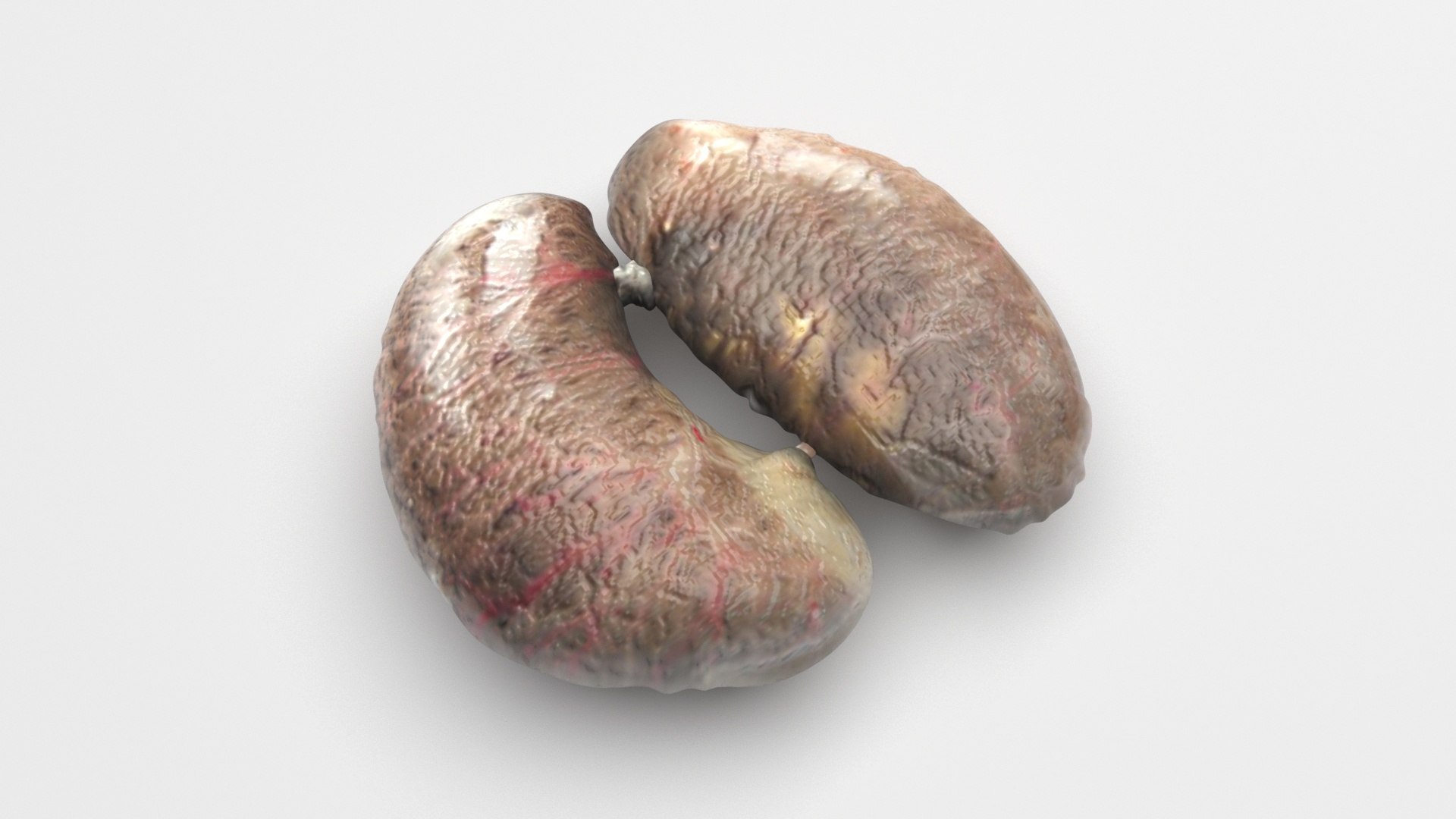 Chicken Kidneys 3D Model - TurboSquid 2249533