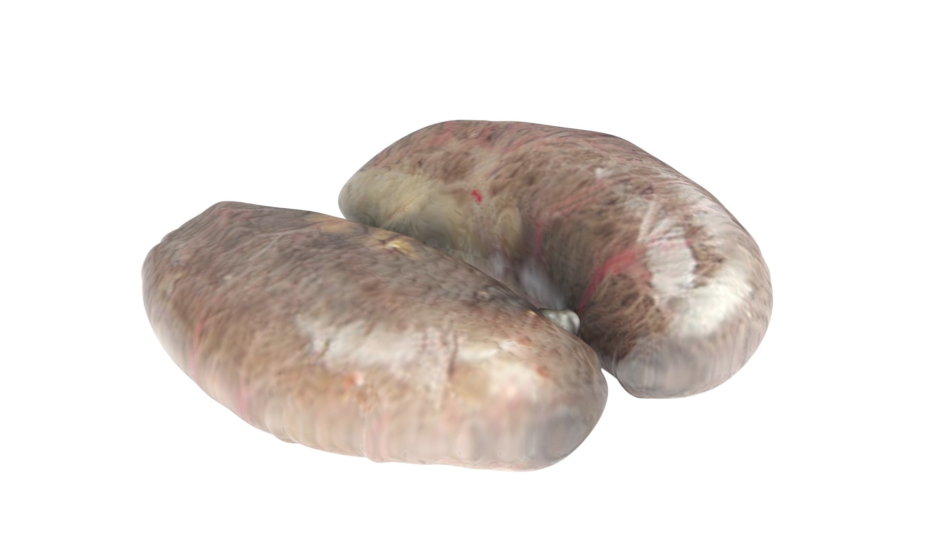 Chicken Kidneys 3D Model - TurboSquid 2249533