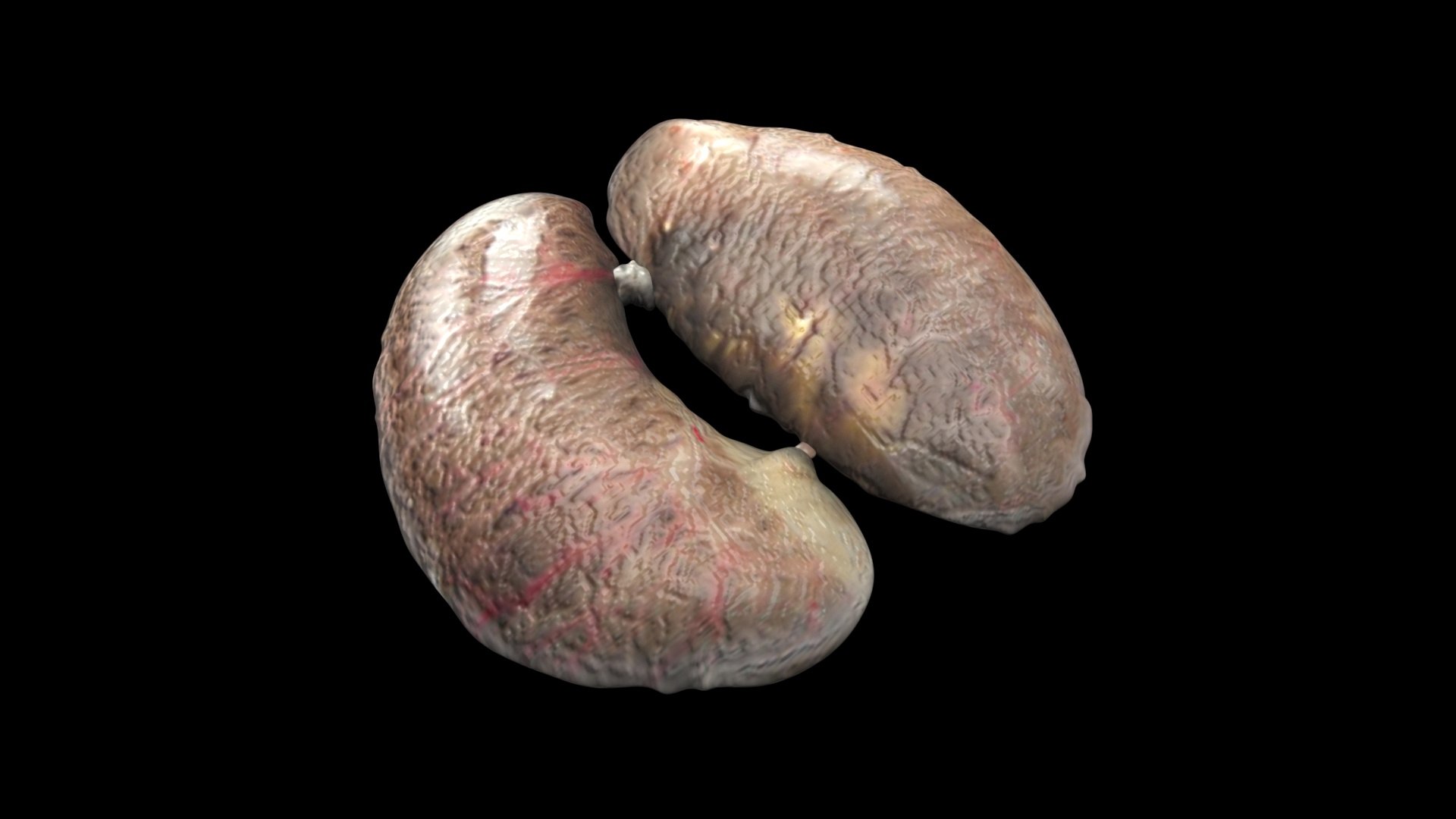 Chicken Kidneys 3D Model - TurboSquid 2249533