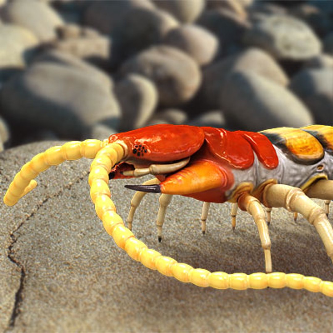 3d Scolopendra Insects Bug