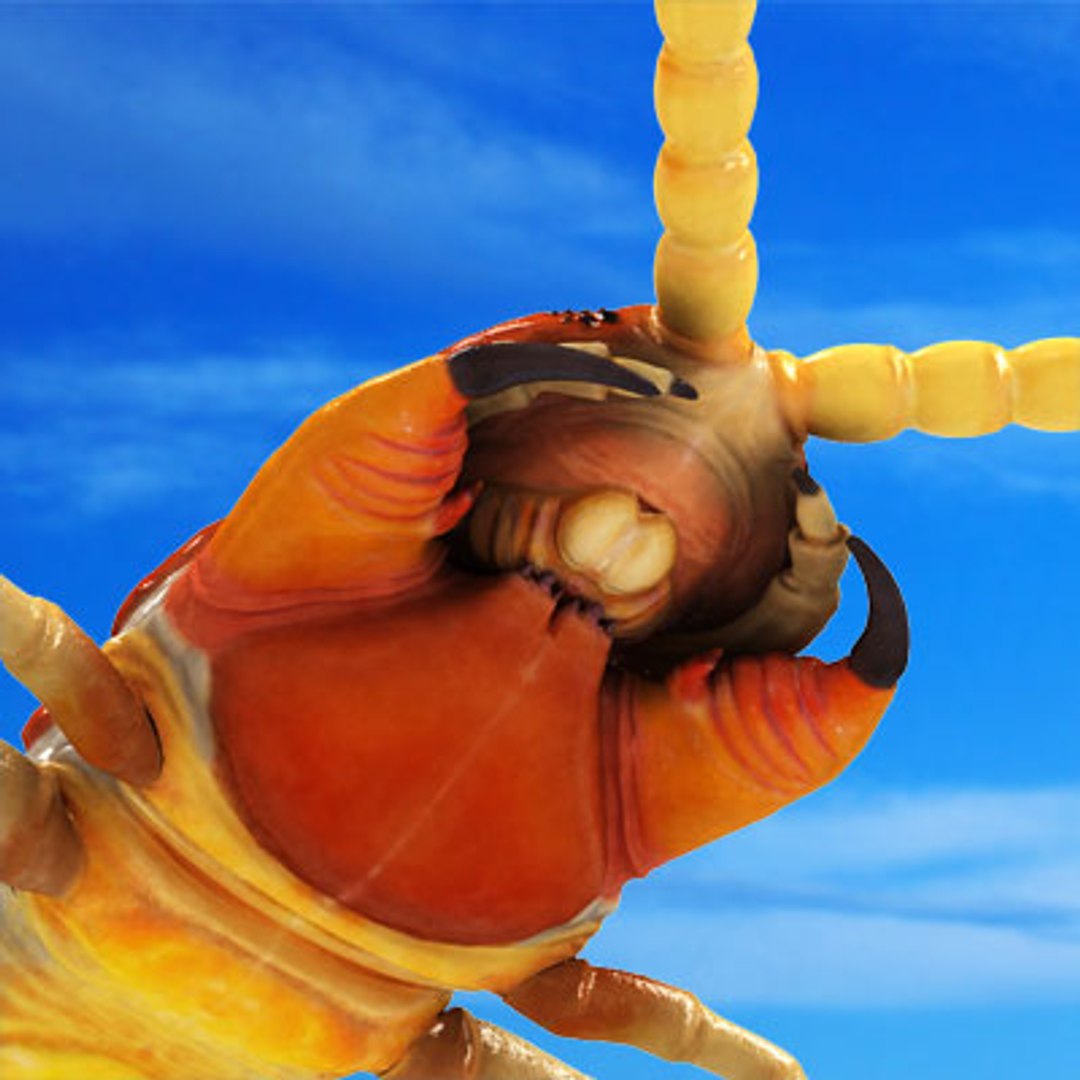 3d Scolopendra Insects Bug