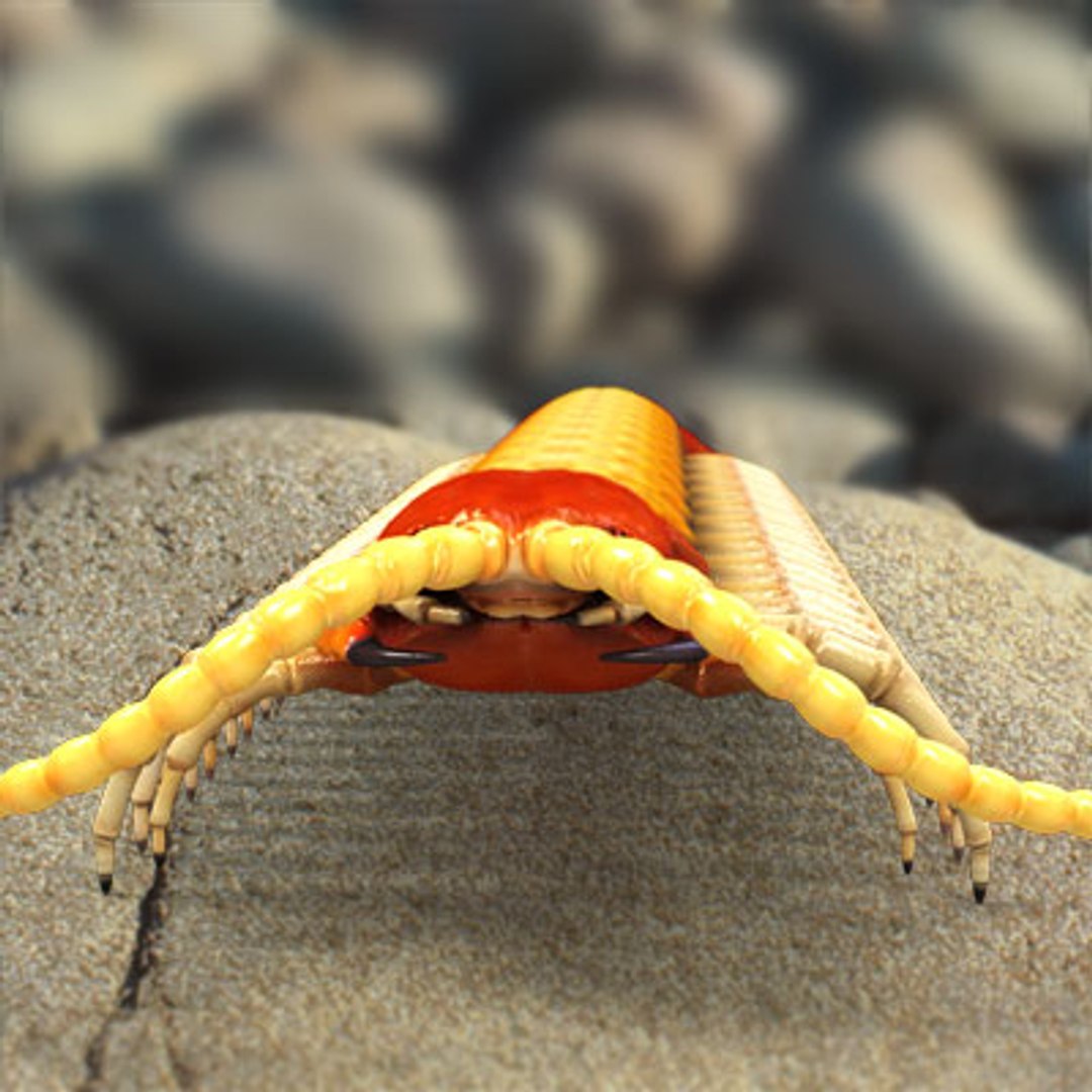 3d Scolopendra Insects Bug