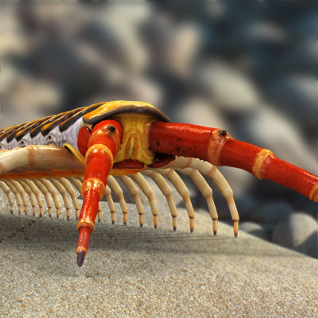 3d Scolopendra Insects Bug