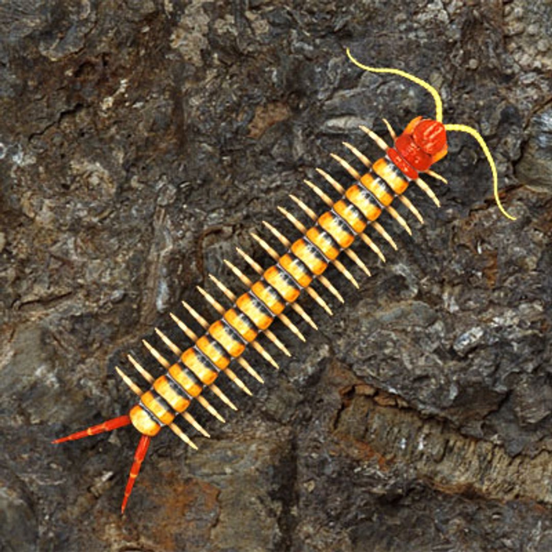 3d Scolopendra Insects Bug