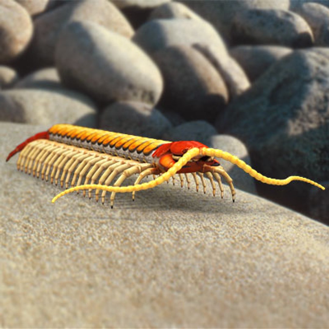 3d Scolopendra Insects Bug