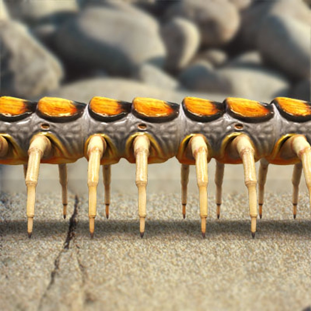 3d Scolopendra Insects Bug