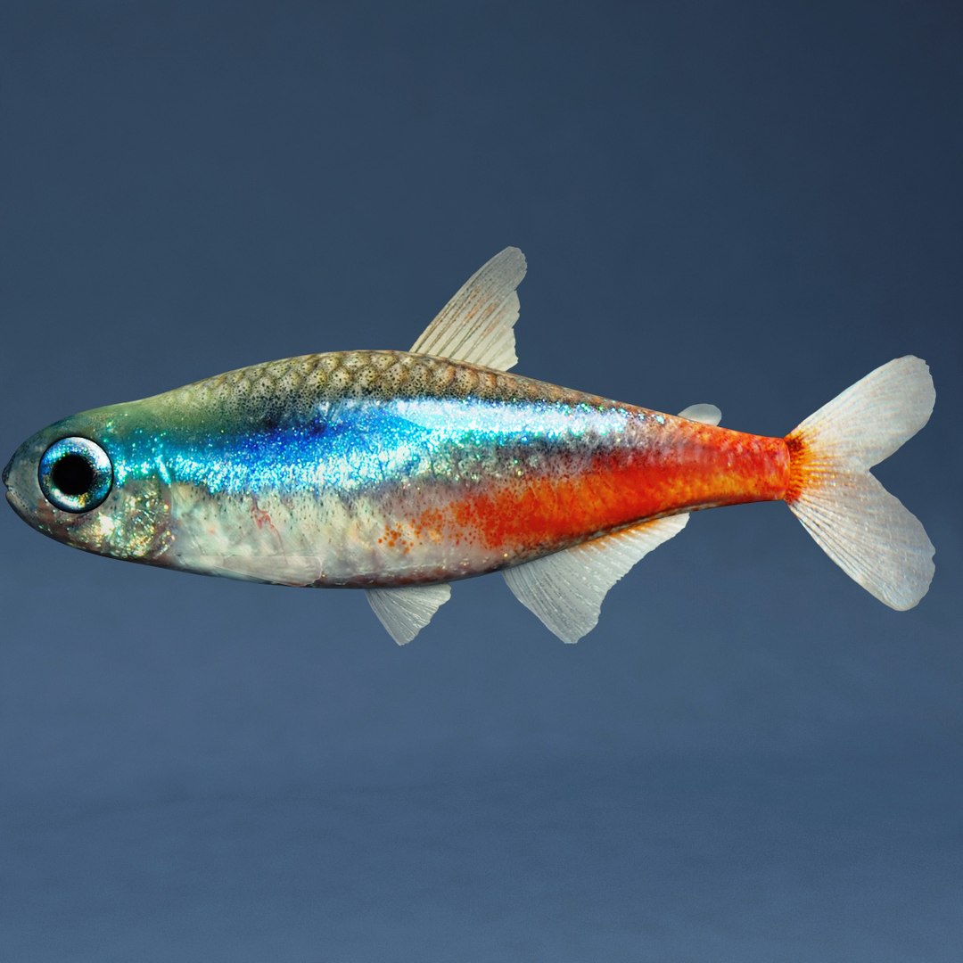 Neon Red Fish 3d Model
