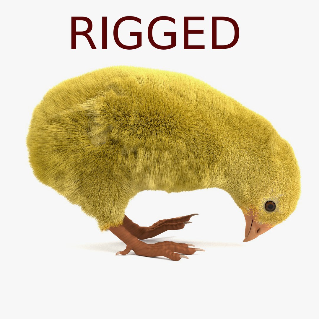 3d chicken rigged