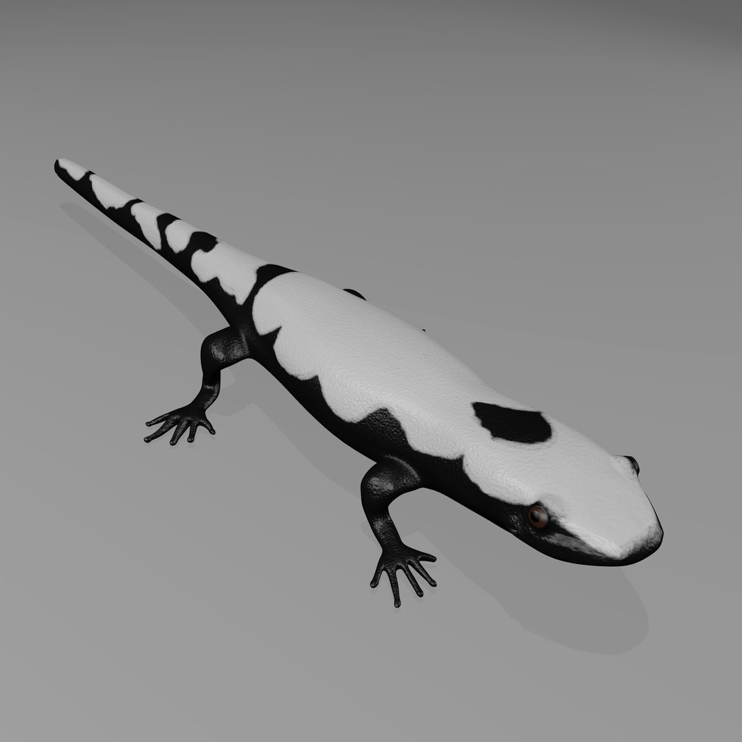 Marbled Salamander 3d Model
