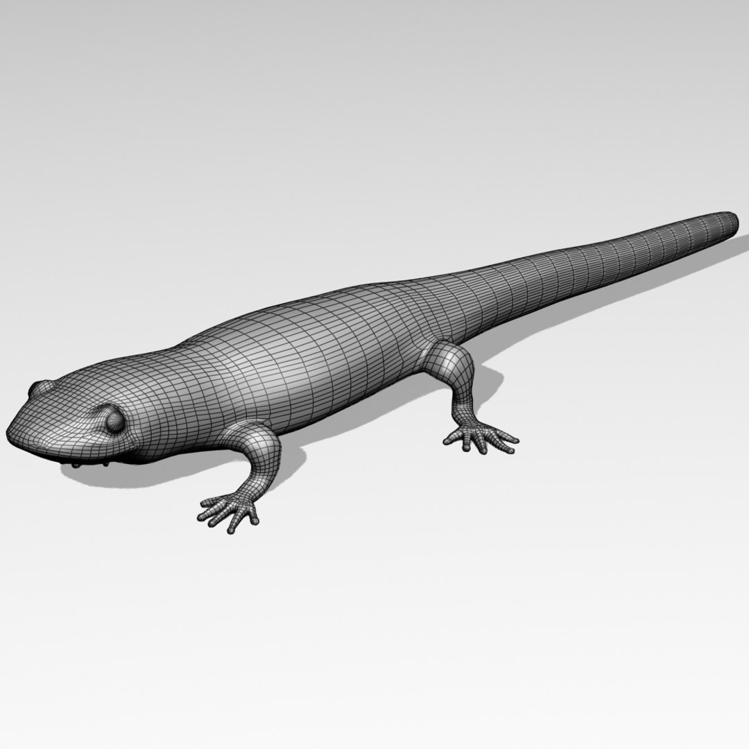 Marbled Salamander 3d Model