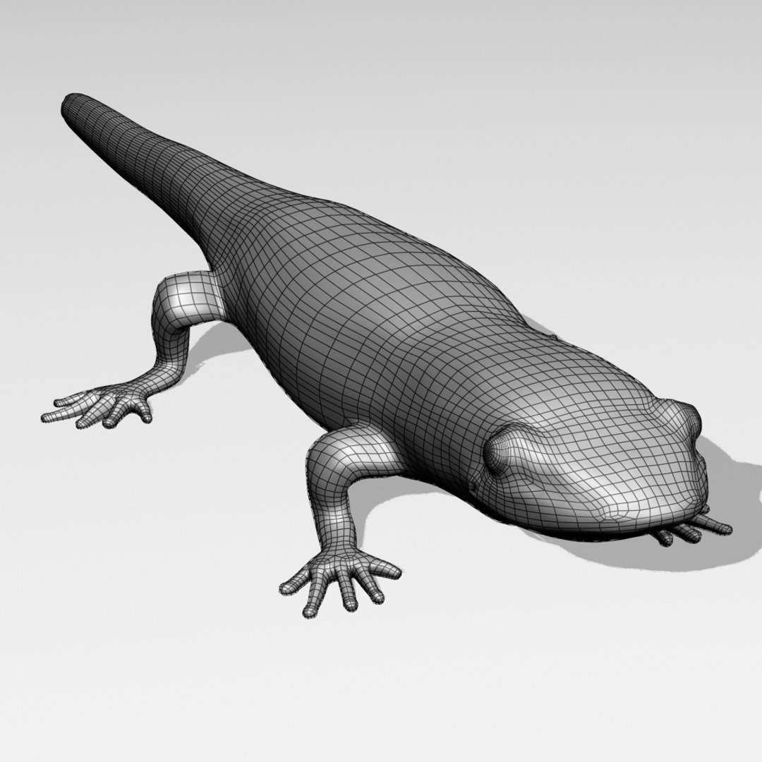 Marbled Salamander 3d Model