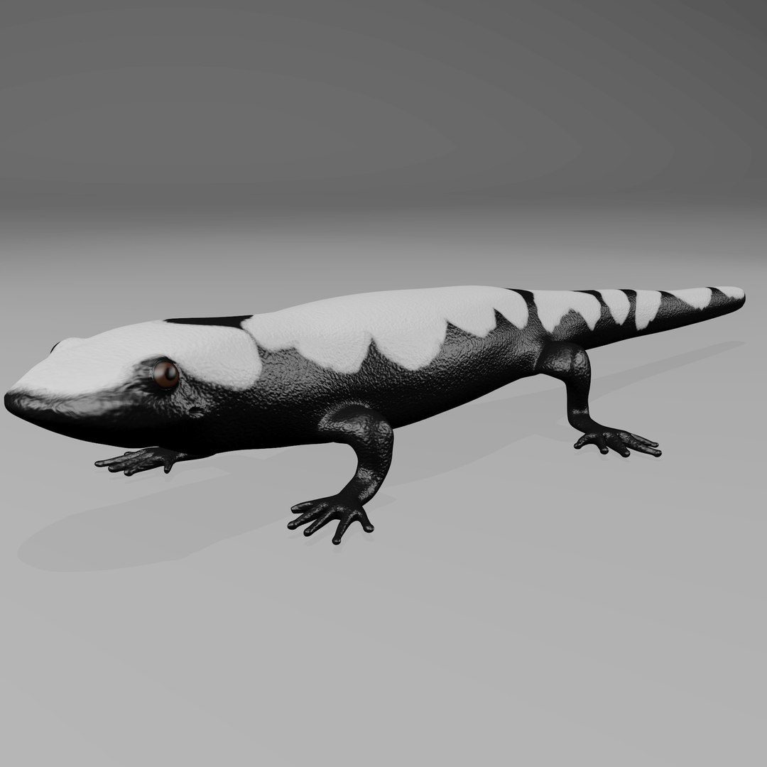Marbled Salamander 3d Model