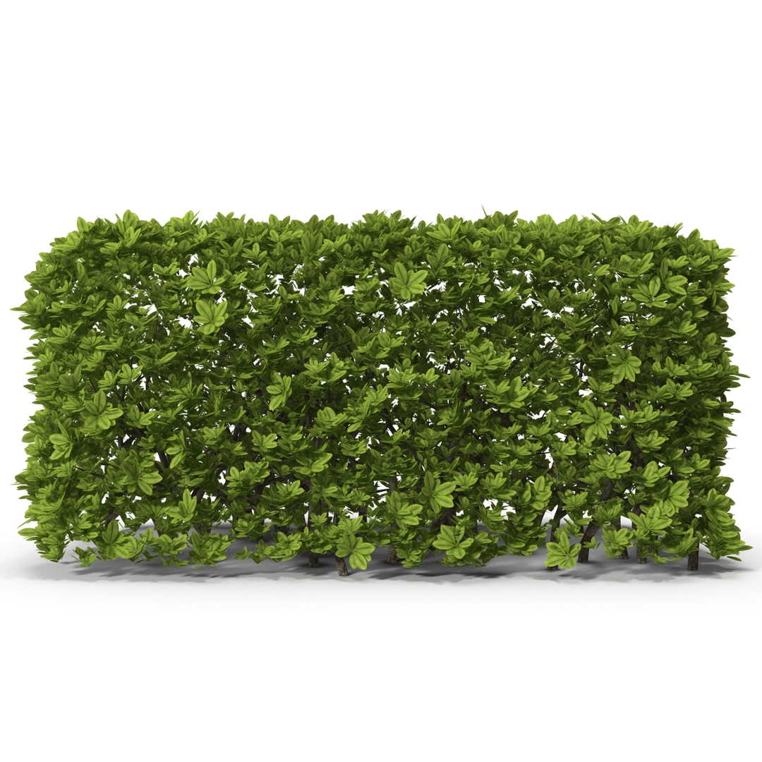 3d rectangular box hedge model