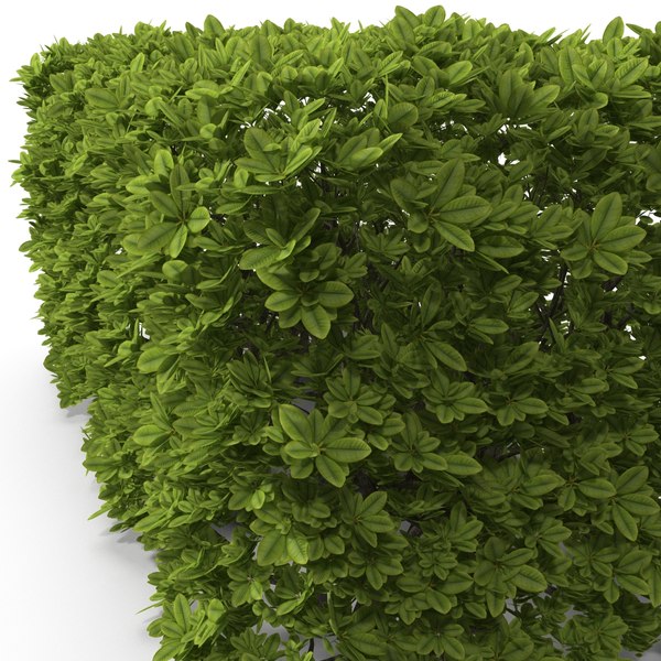 3d rectangular box hedge model