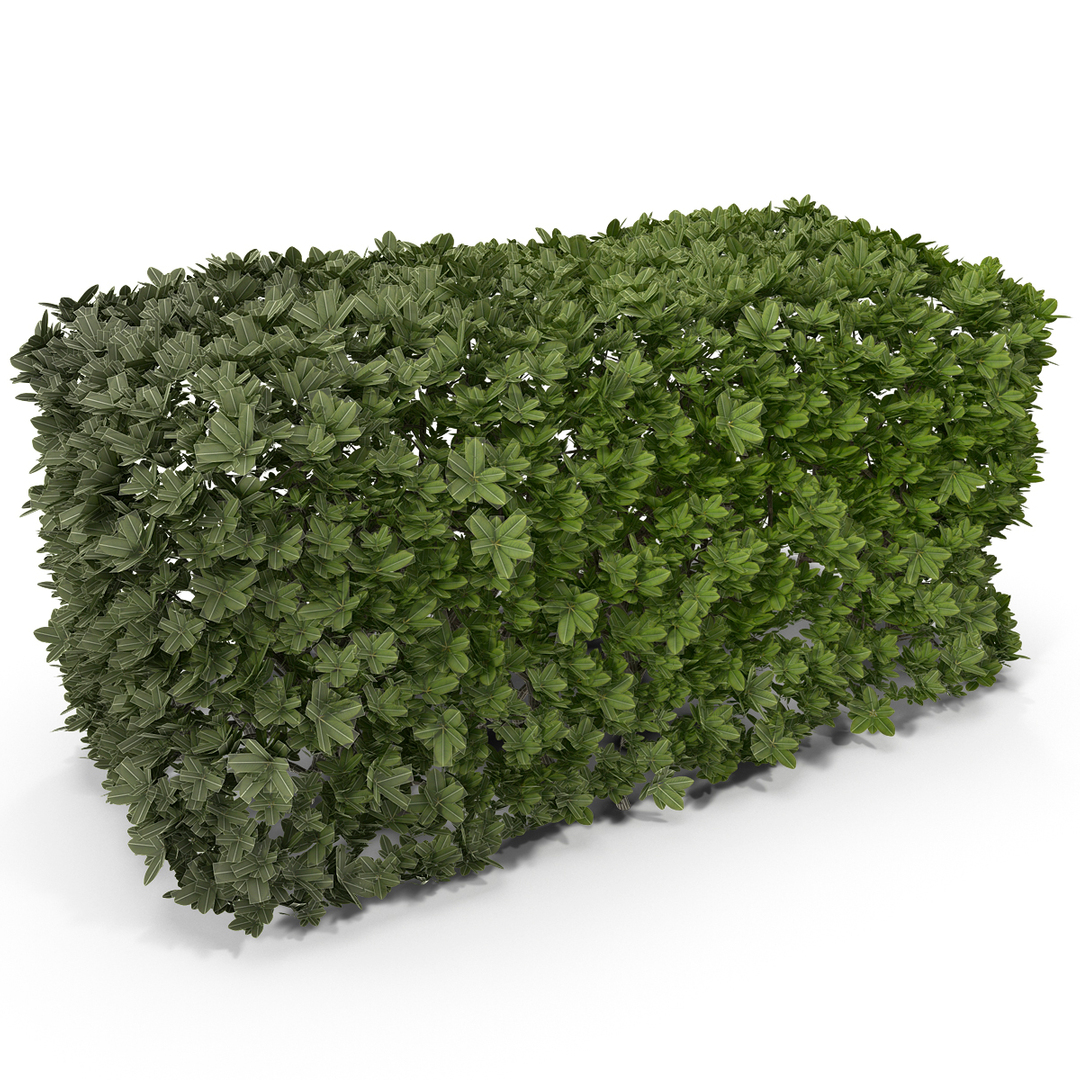 3d rectangular box hedge model