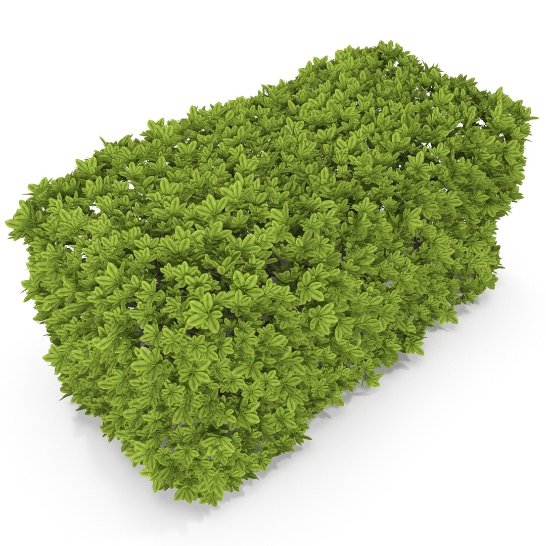 3d Rectangular Box Hedge Model