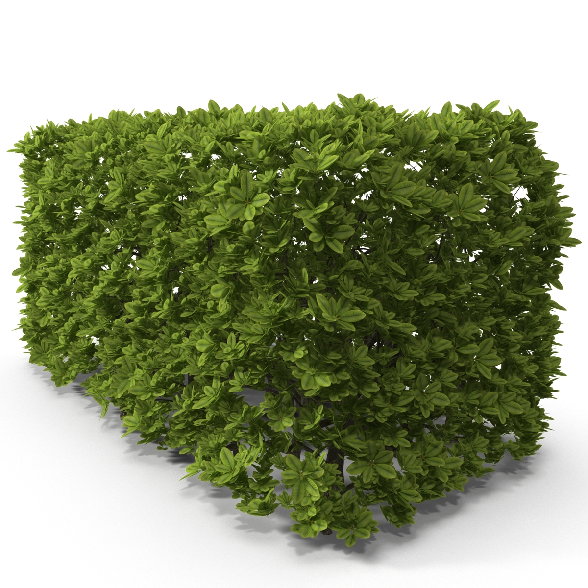 3d rectangular box hedge model