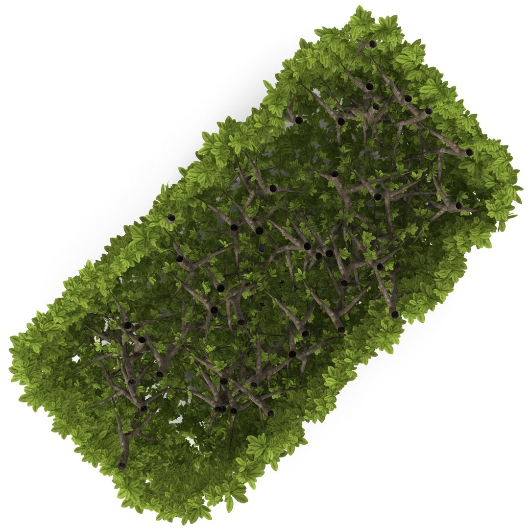 3d Rectangular Box Hedge Model