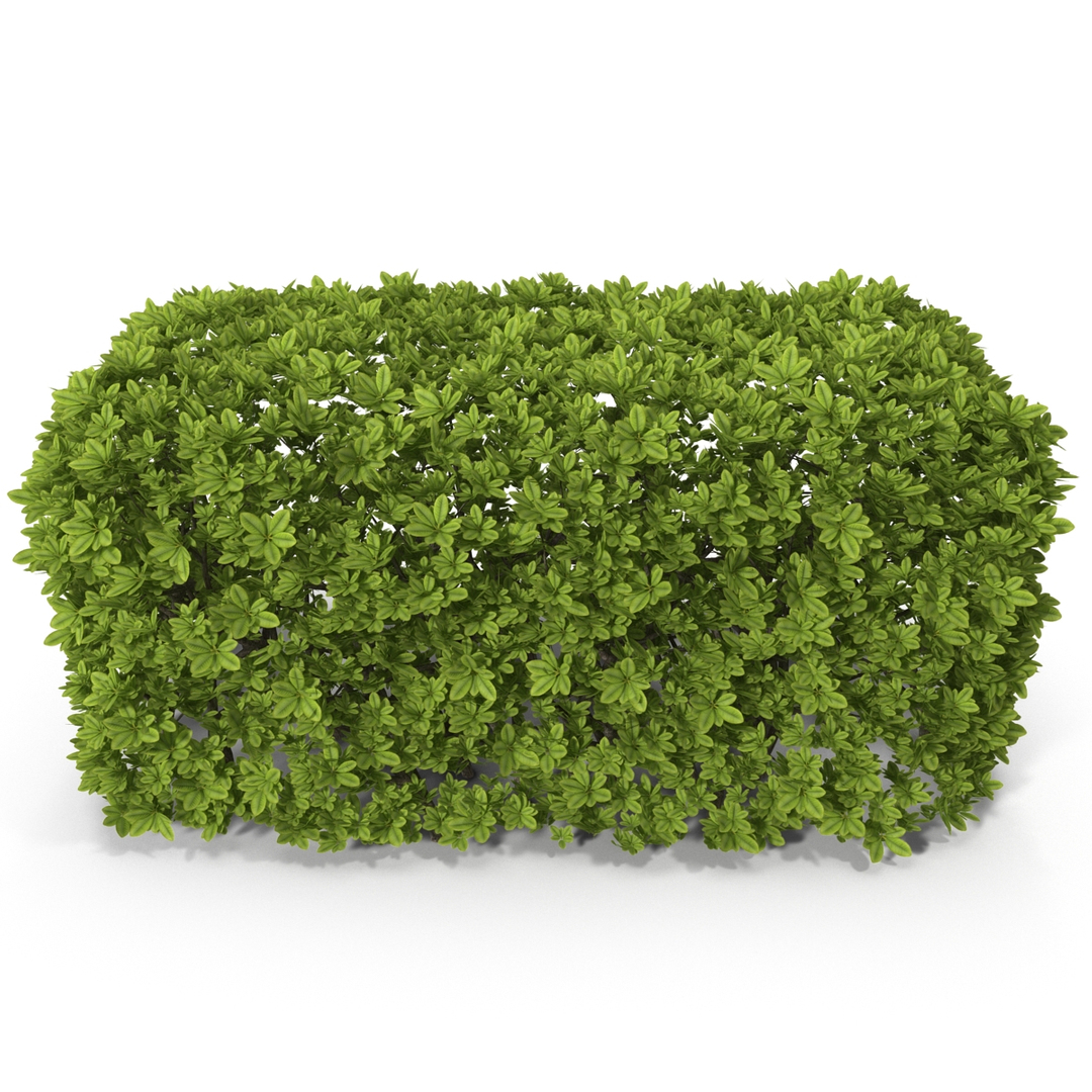 3d rectangular box hedge model