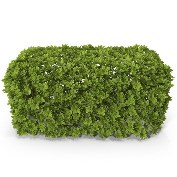 3d rectangular box hedge model