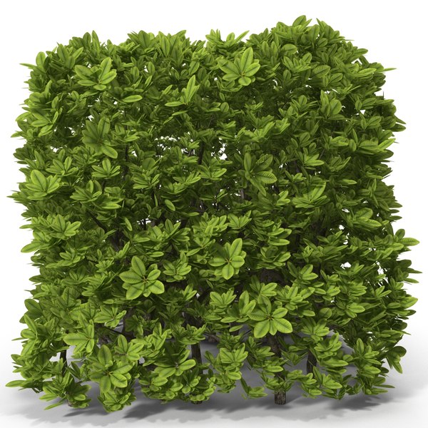 3d rectangular box hedge model