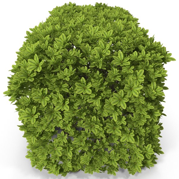 3d rectangular box hedge model