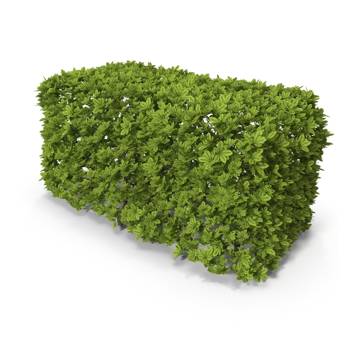 3d Rectangular Box Hedge Model