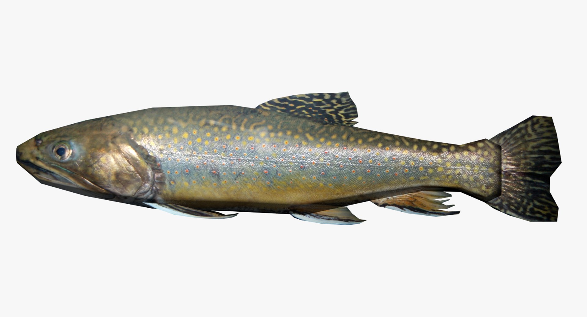 Trout Fish 3d Model