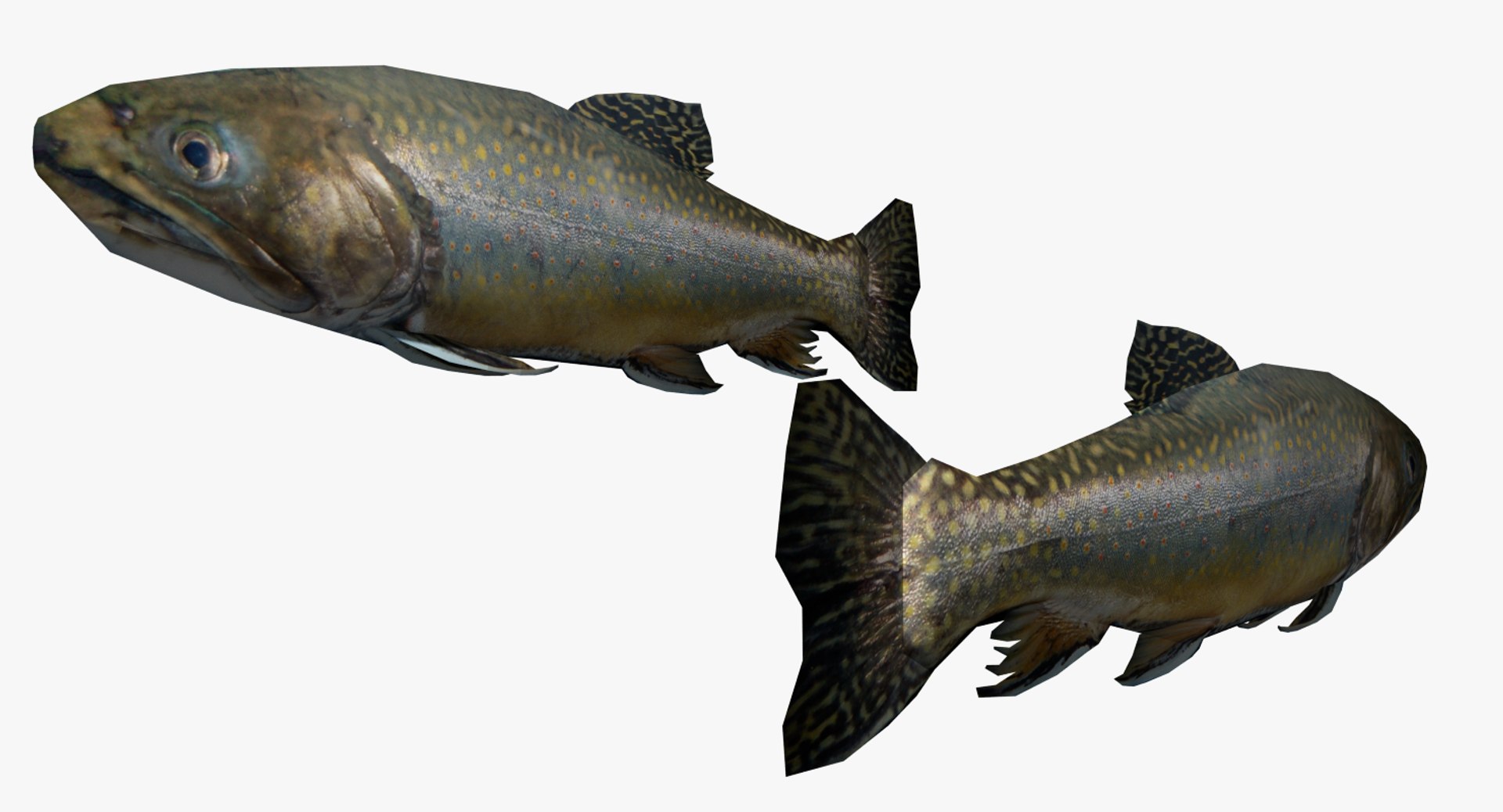 Trout Fish 3d Model