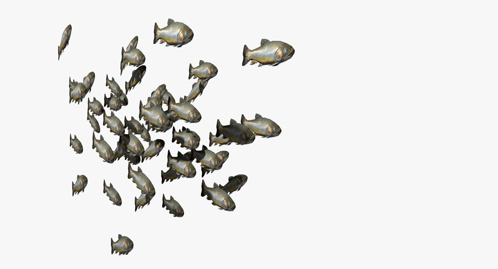 Trout Fish 3d Model