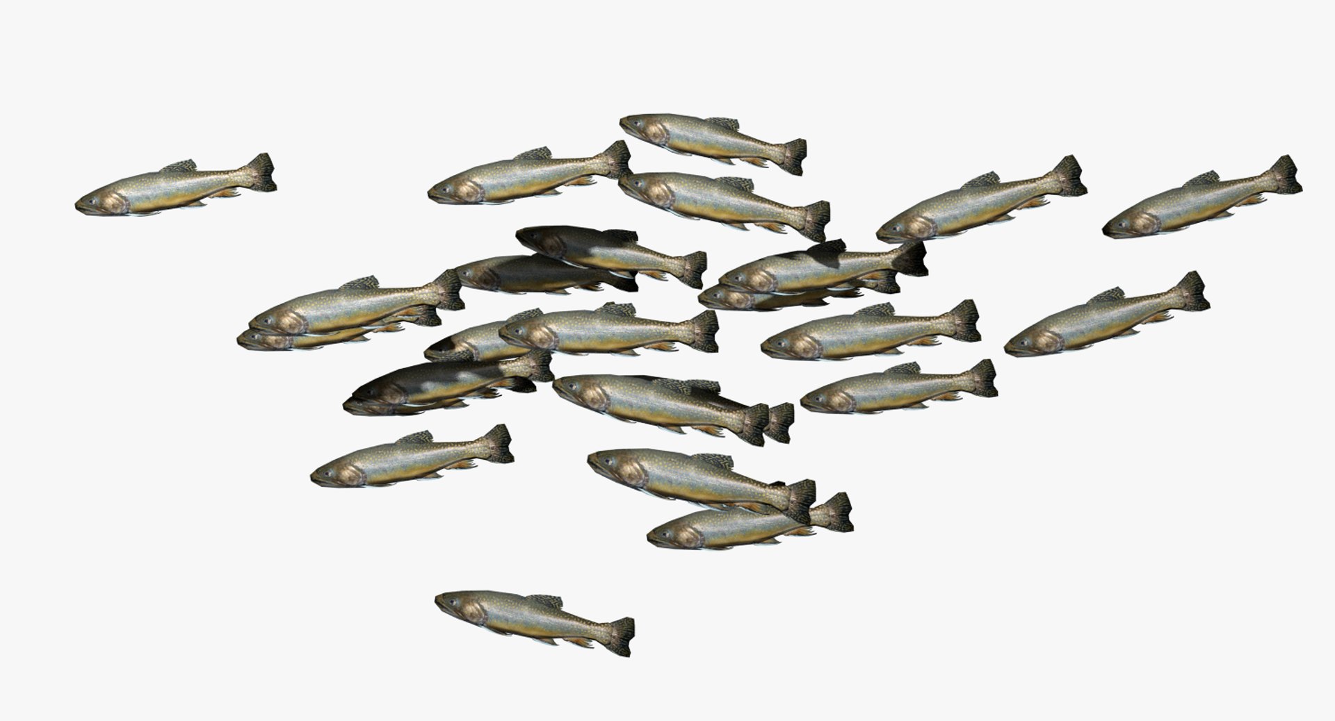 Trout Fish 3d Model