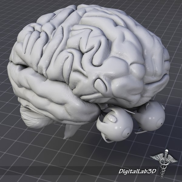 eye brain 3d model