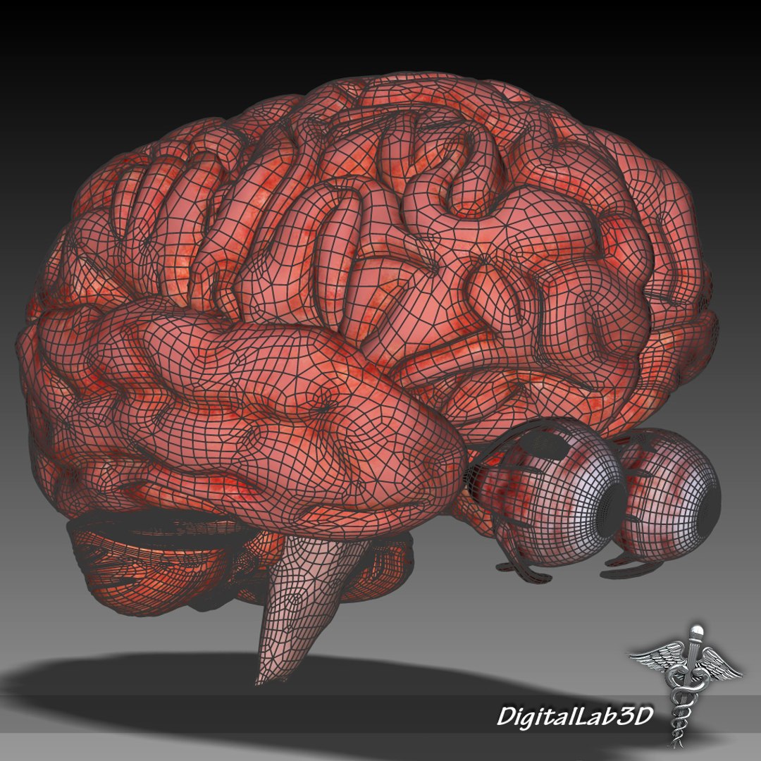 eye brain 3d model