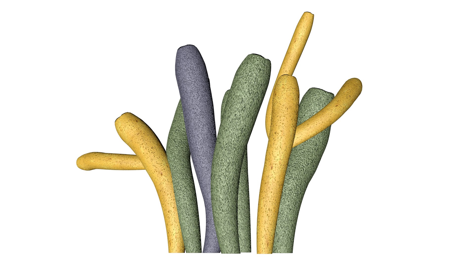 Tube Sponge Plant Collection 3D - TurboSquid 2377967