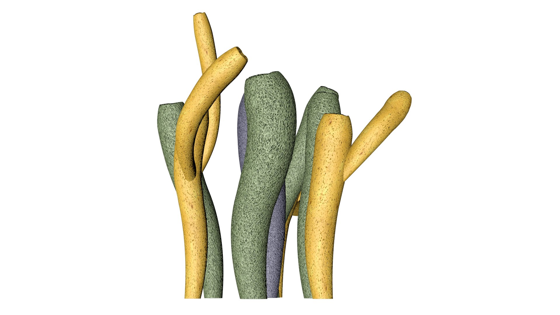 Tube Sponge - 03 - 3D Model - TurboSquid 2371849