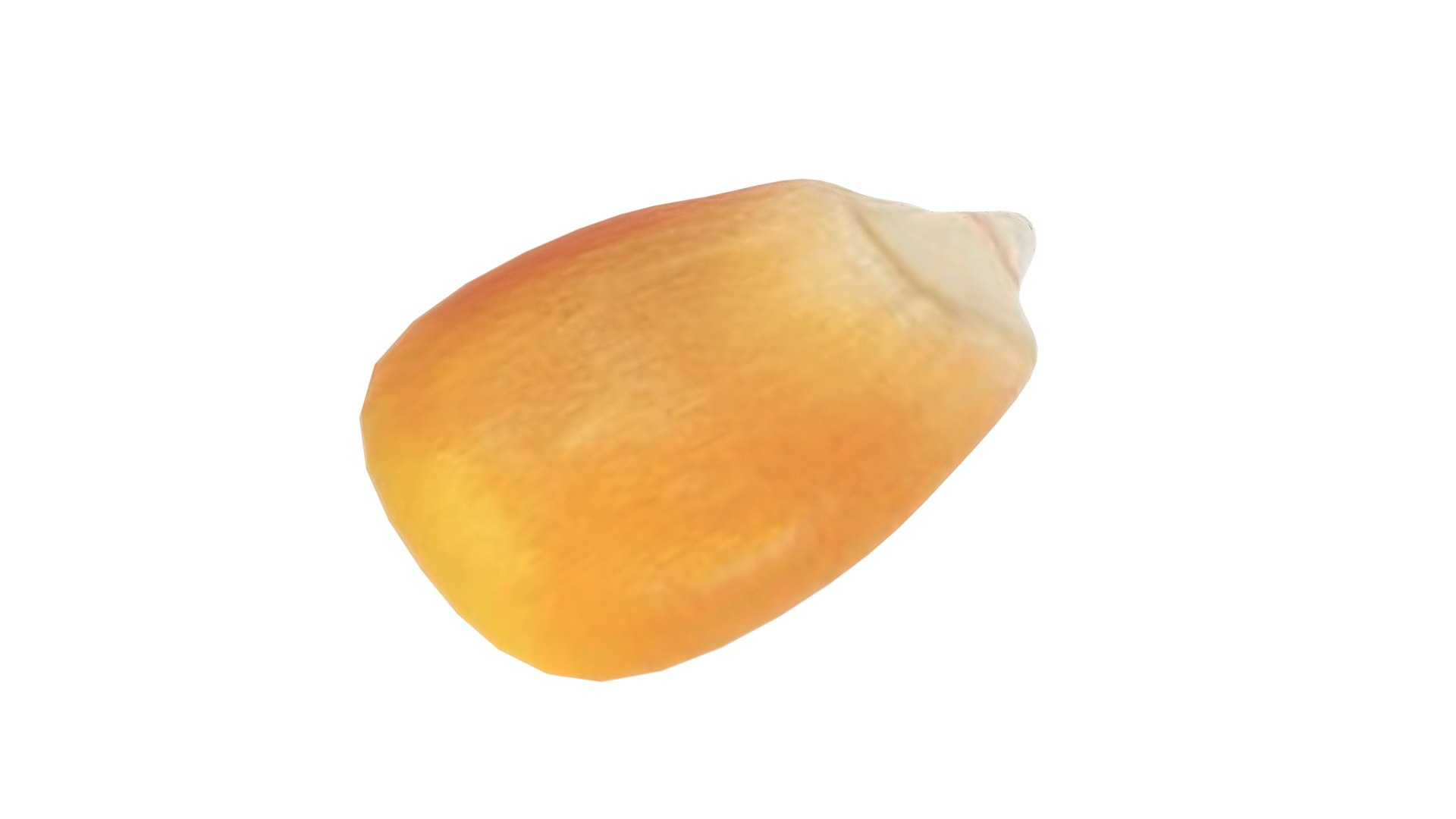 Corn Kernel 3D Model - TurboSquid 1850939