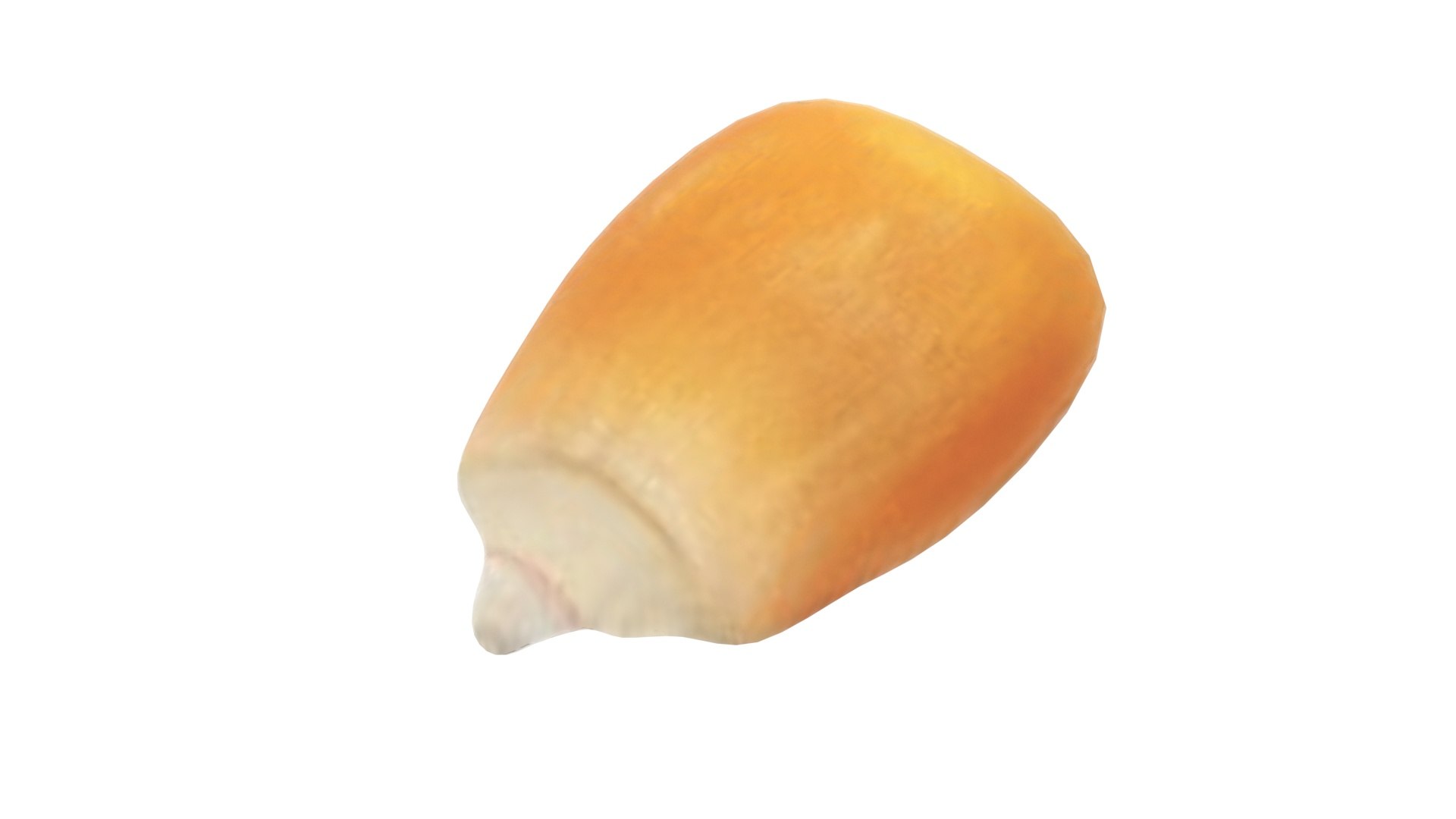 Corn Kernel 3D Model - TurboSquid 1850939