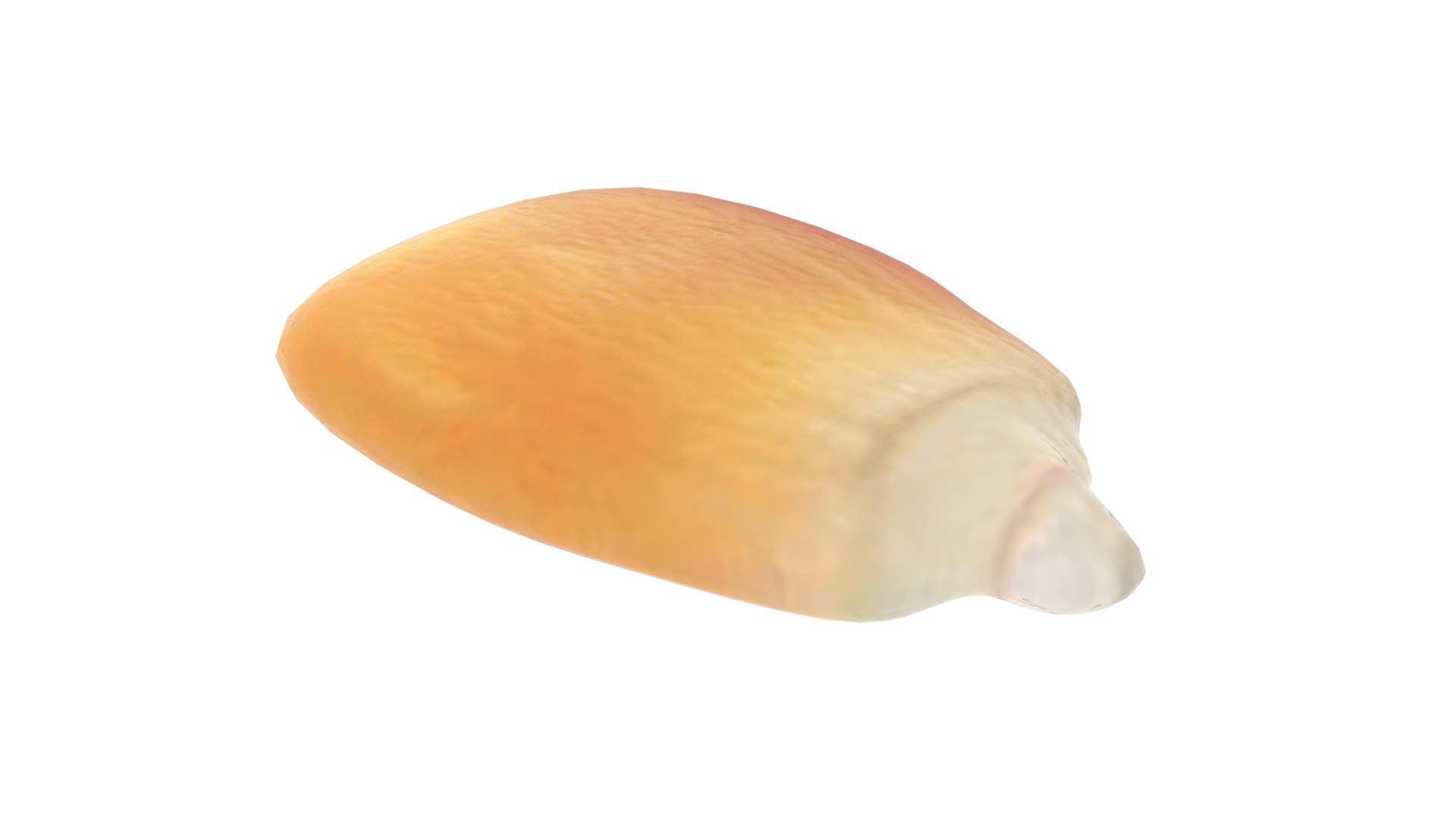 Corn Kernel 3D Model - TurboSquid 1850939