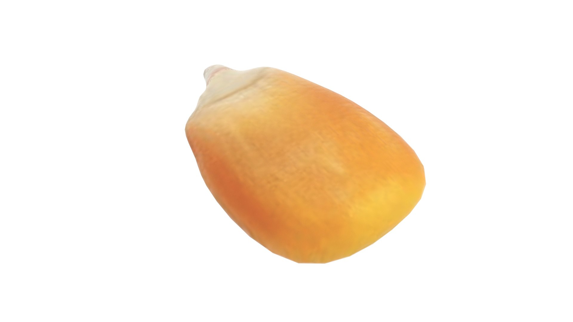 Corn Kernel 3D Model - TurboSquid 1850939