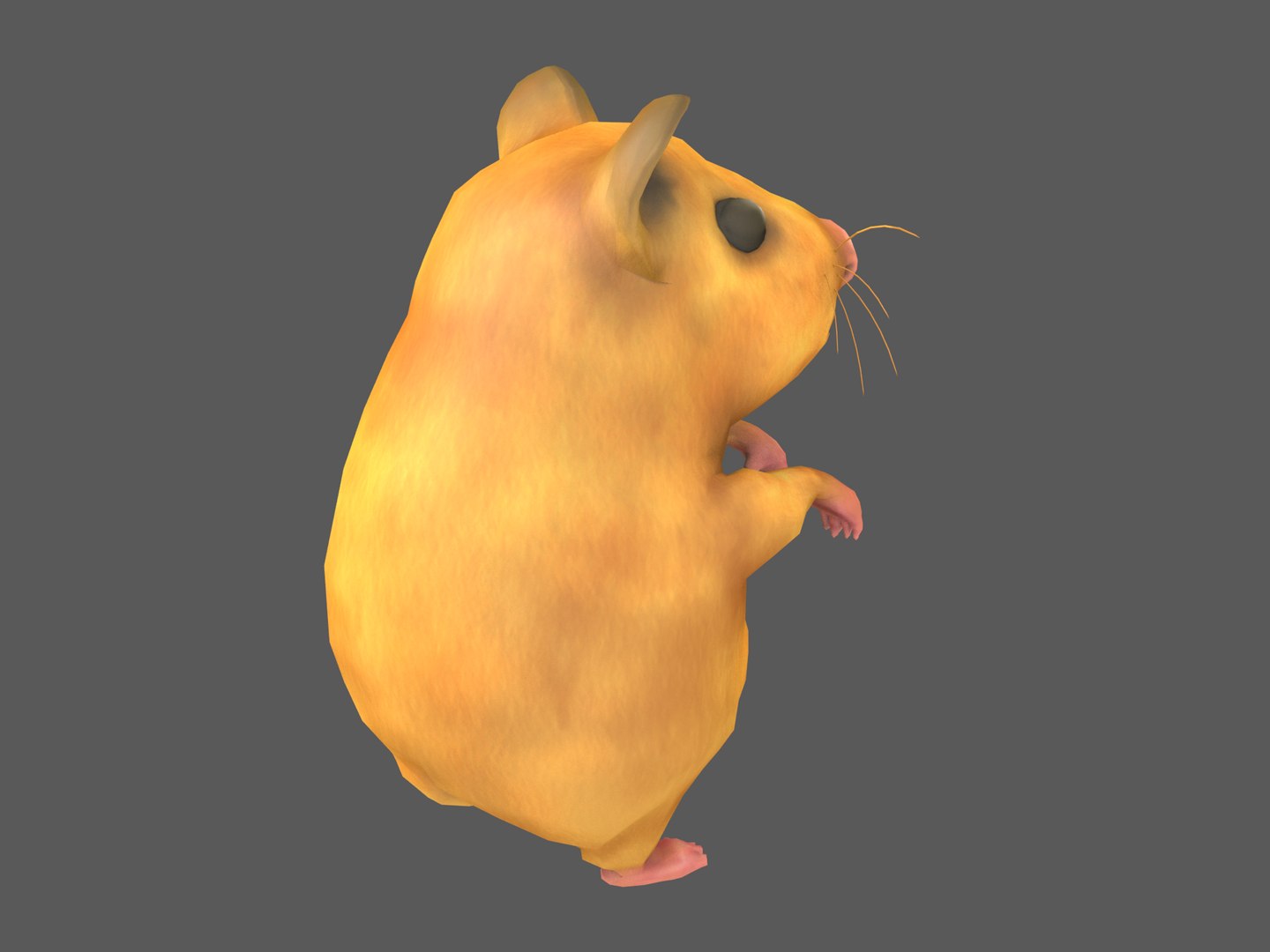 Syrian Hamster 3D Model - TurboSquid 1486747