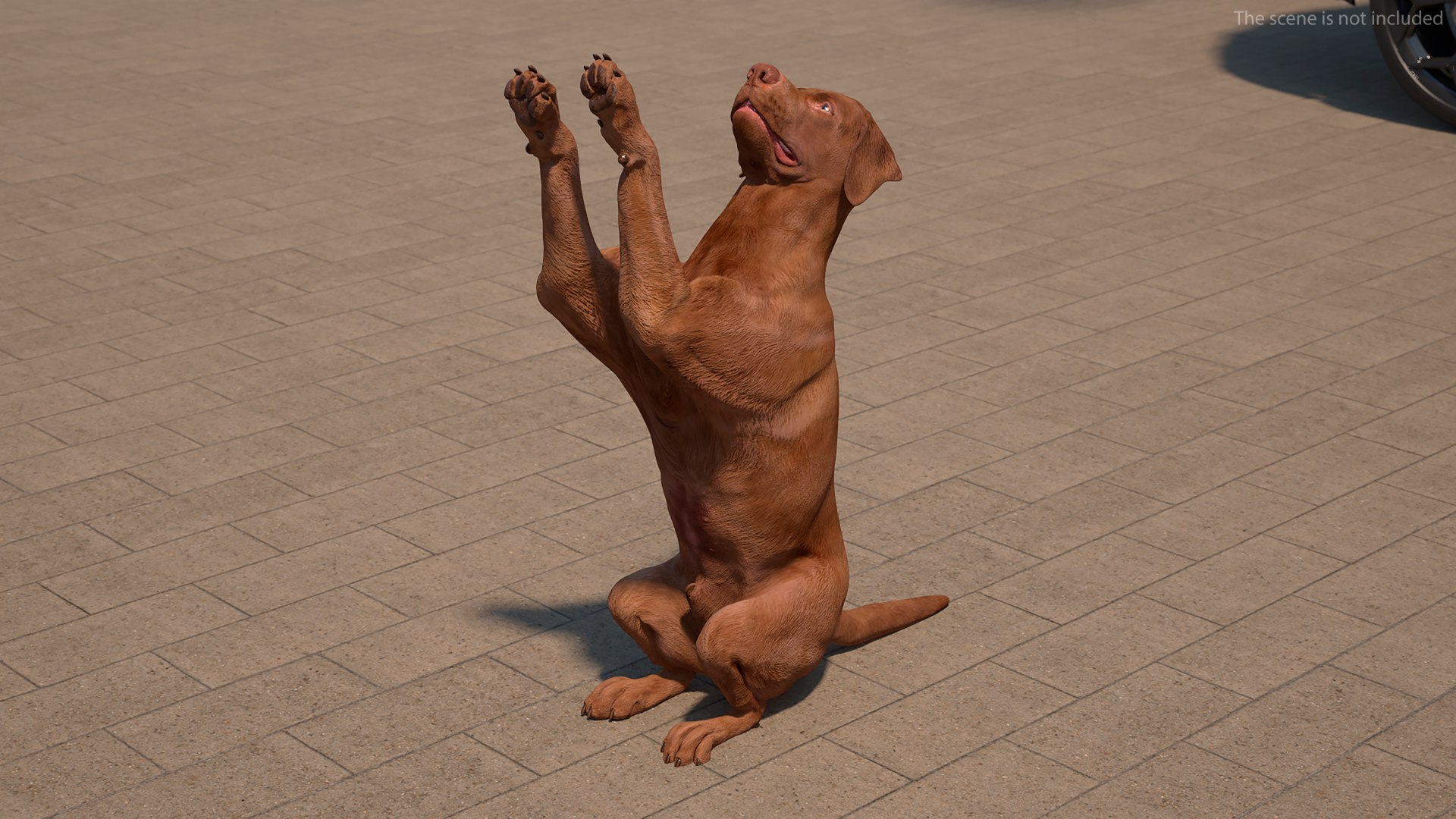 3D Brown Labrador Dog Begging Pose Animated Rigged Model - TurboSquid ...