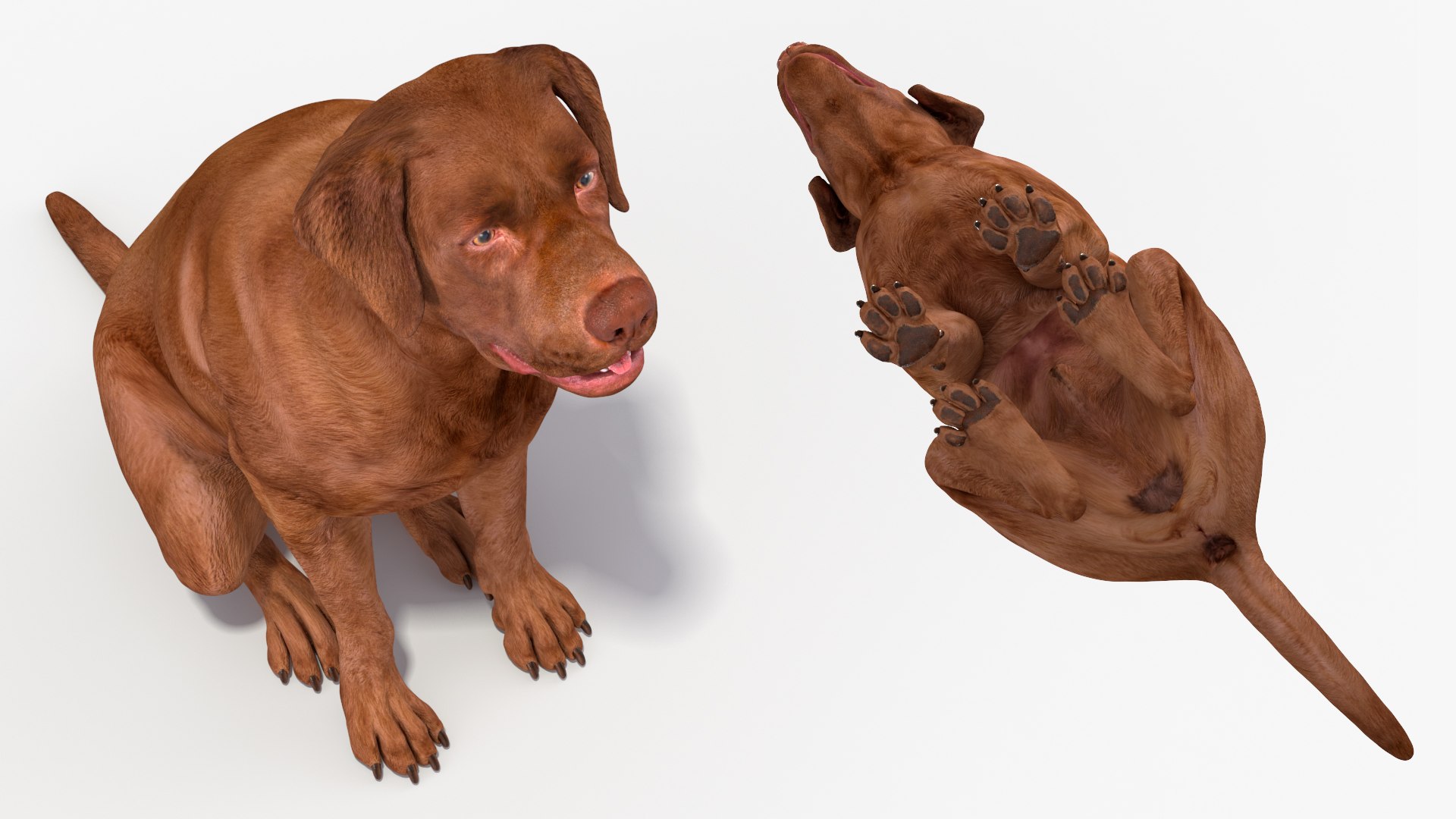 3D Brown Labrador Dog Begging Pose Animated Rigged Model - TurboSquid ...