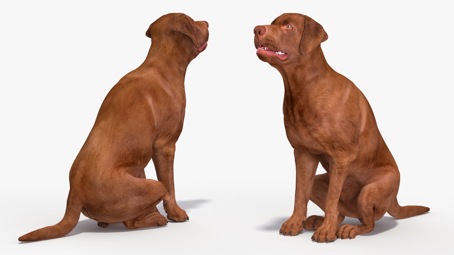 3D Brown Labrador Dog Begging Pose Animated Rigged Model - TurboSquid ...
