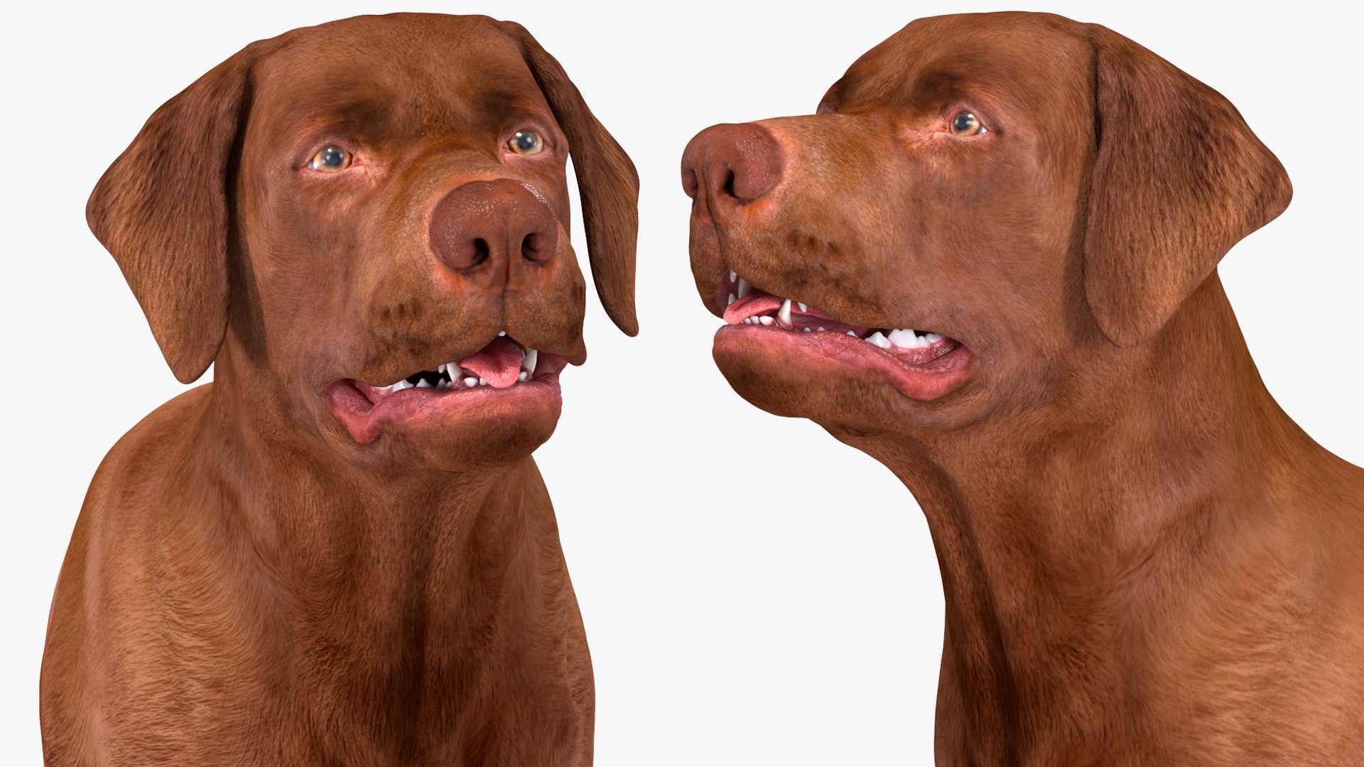 3D Brown Labrador Dog Begging Pose Animated Rigged Model - TurboSquid ...