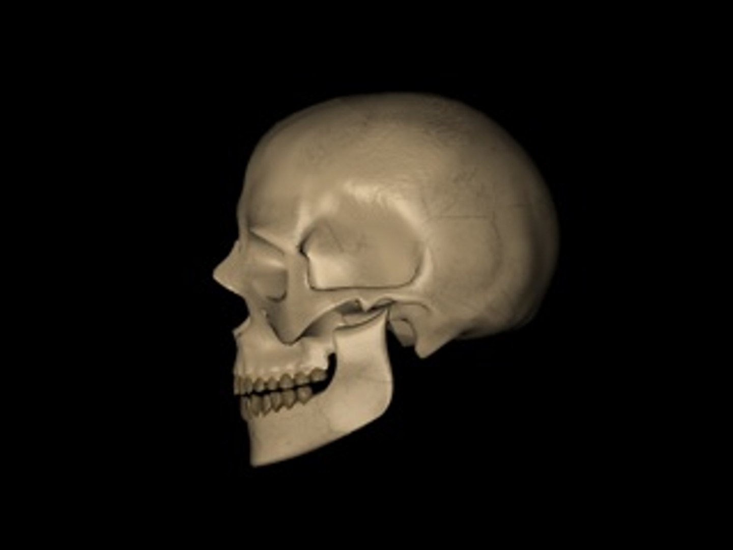 3d model realistic skull