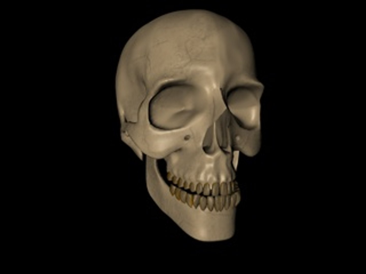 3d model realistic skull
