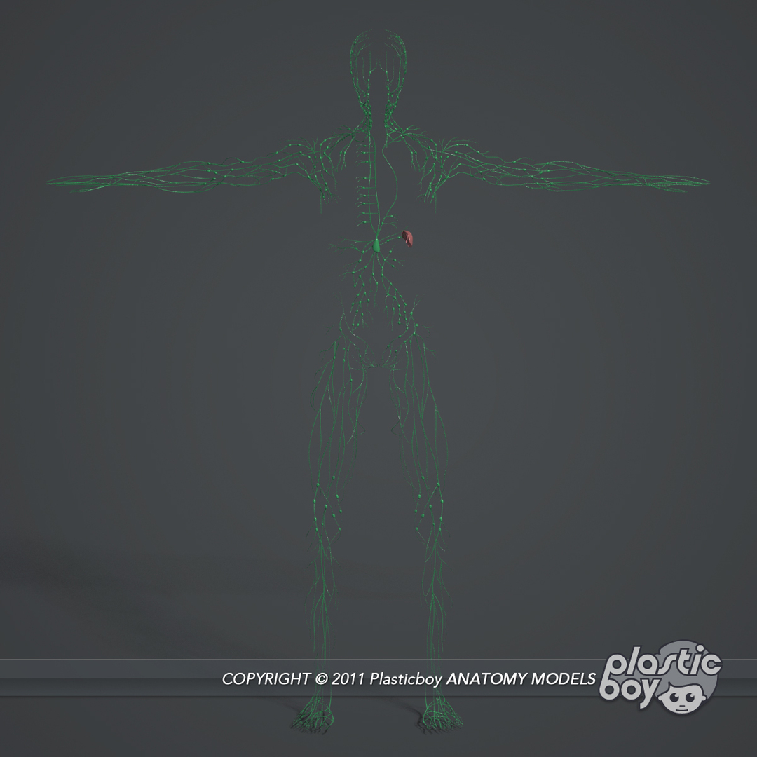 3d Model Medically Lymphatic Lymph