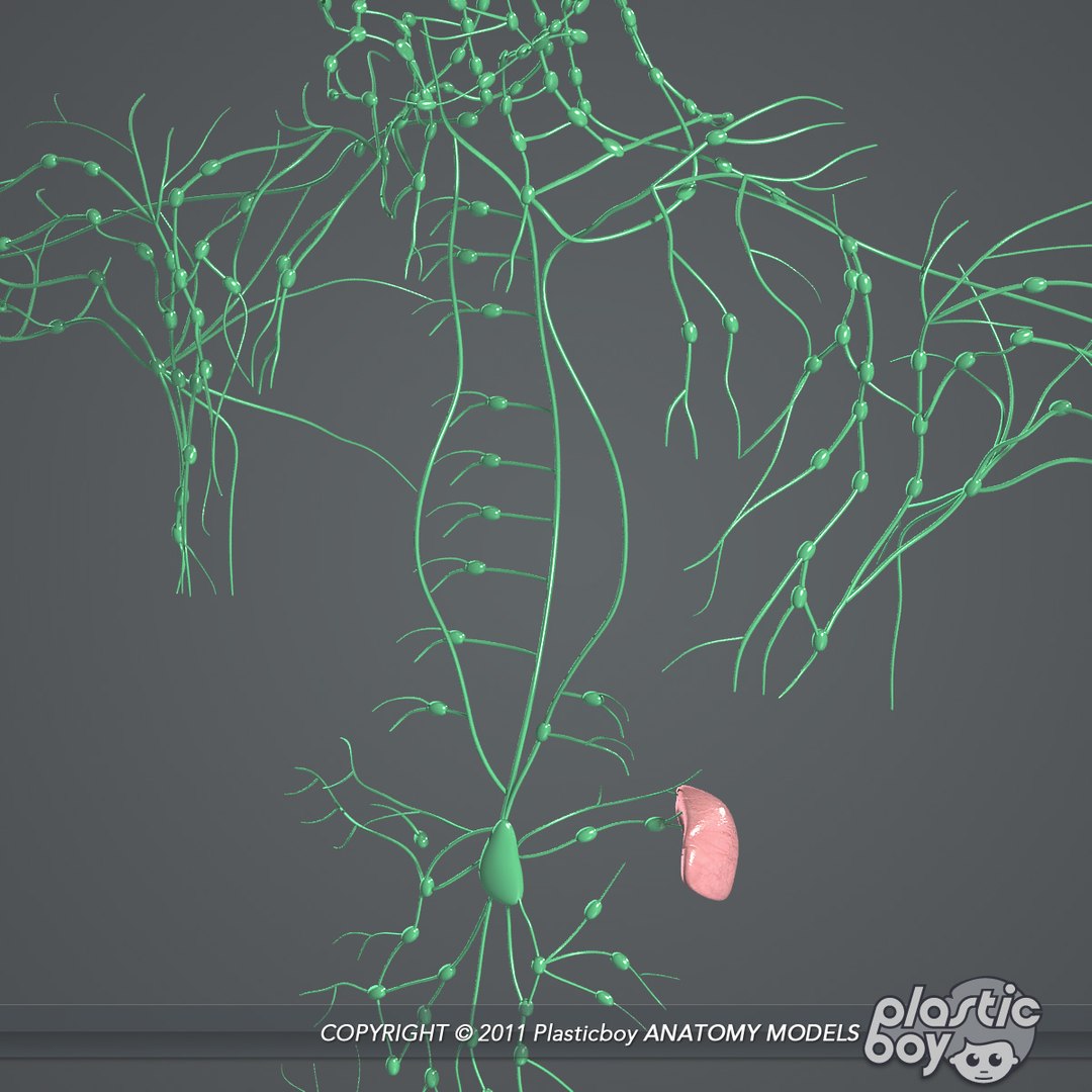 3d Model Medically Lymphatic Lymph
