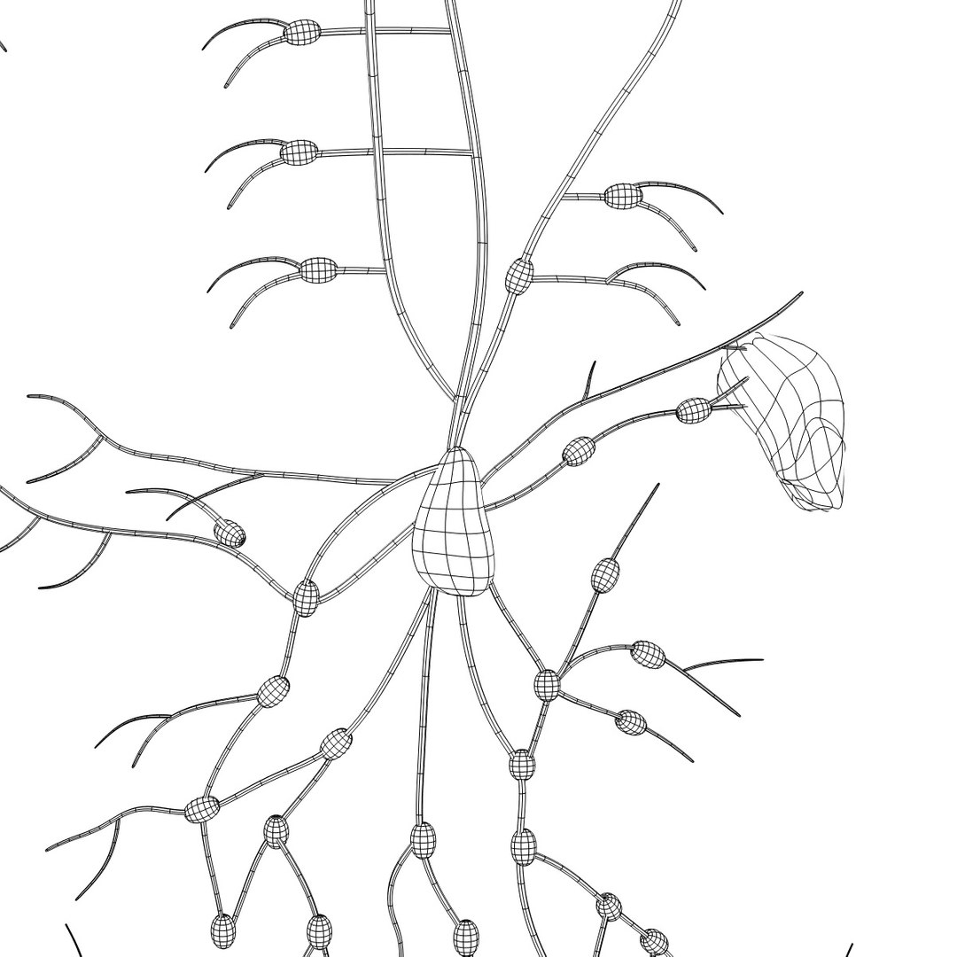3d Model Medically Lymphatic Lymph